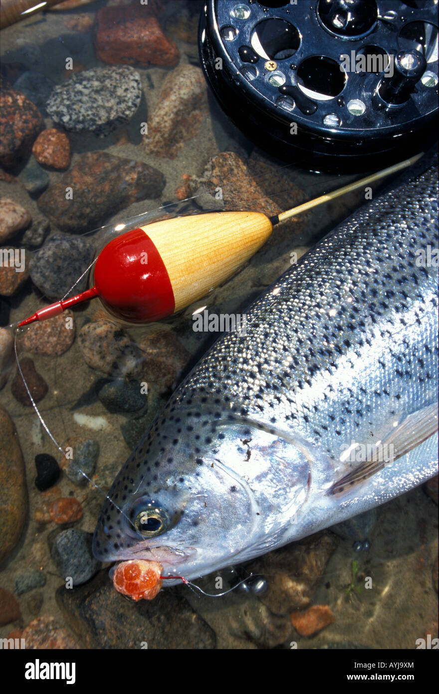 Steelhead fly mouth hi-res stock photography and images - Alamy
