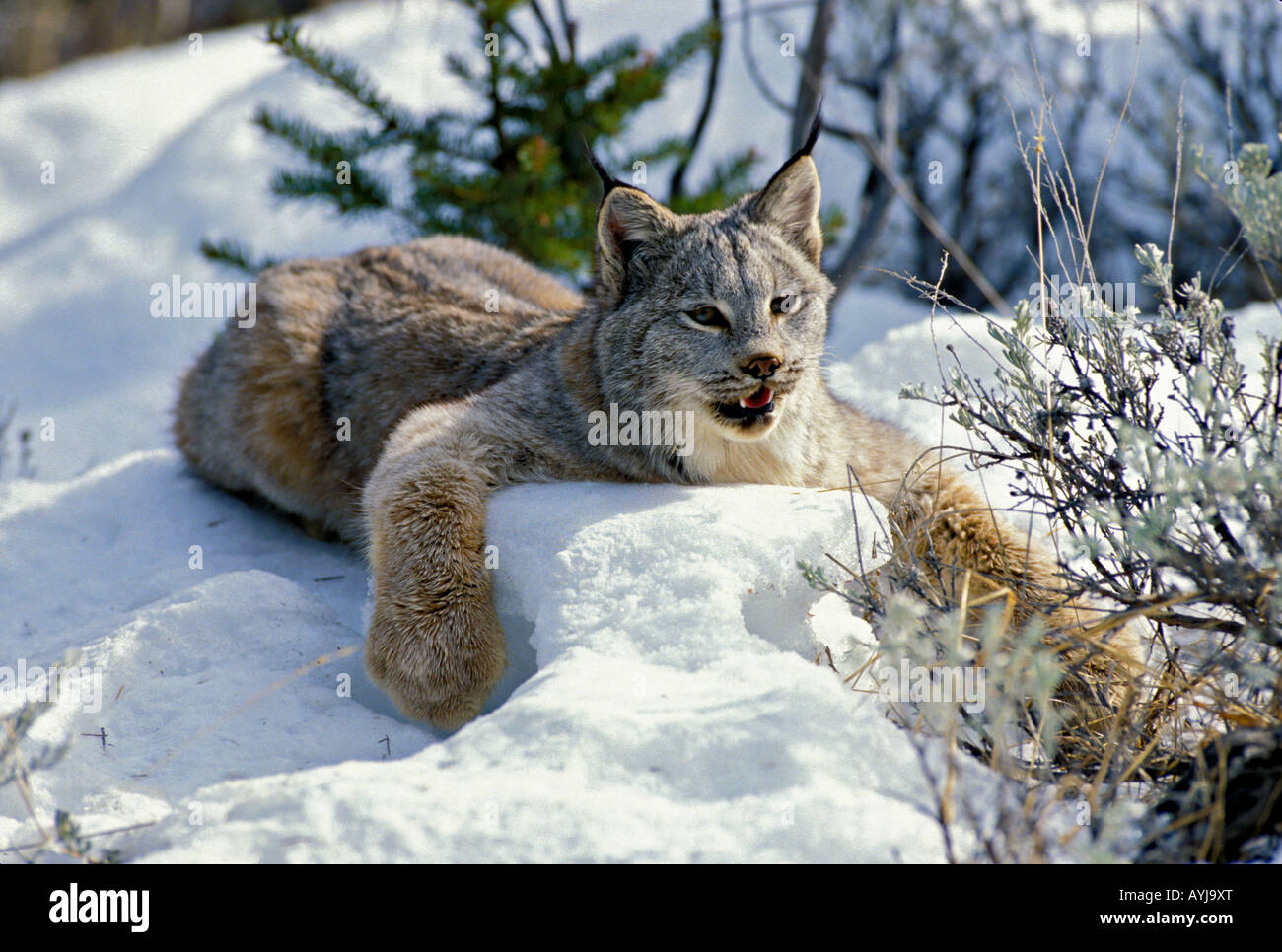 Canadian lynx Lynx canadensis in western Montana model Stock Photo - Alamy
