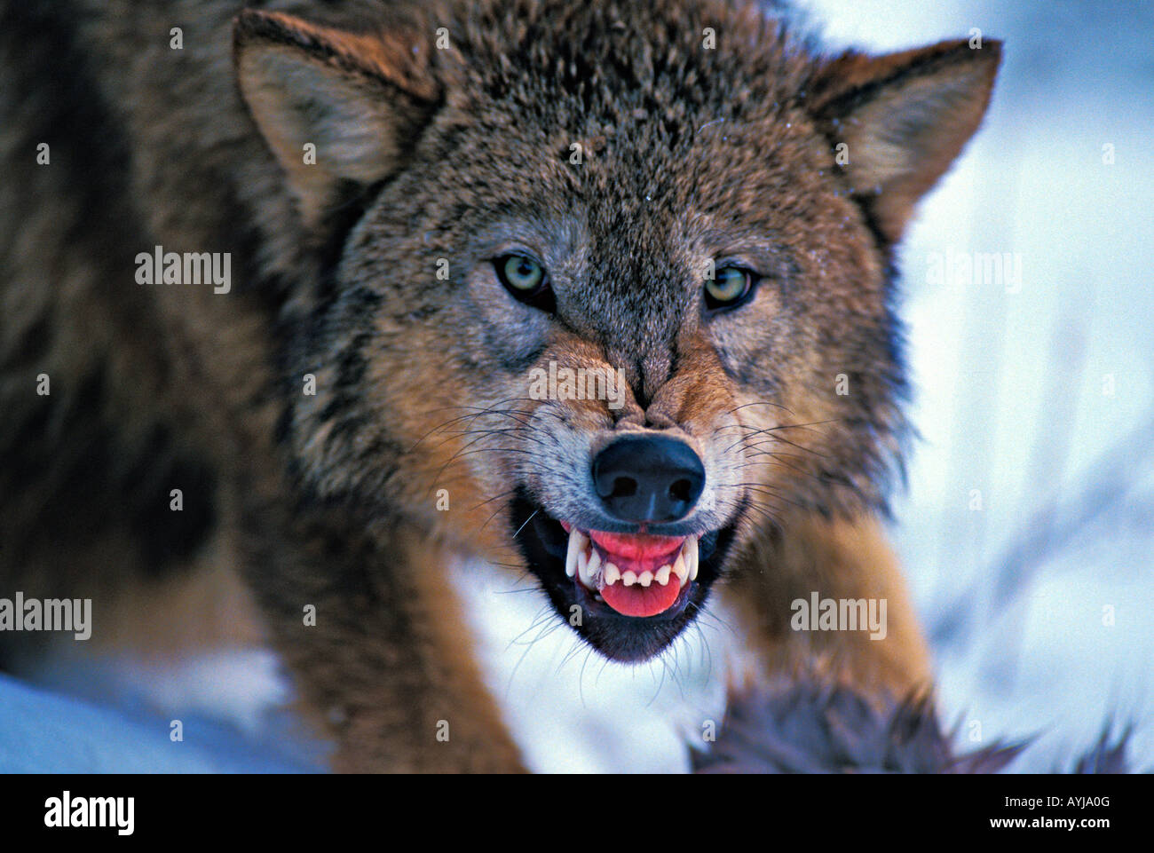 Snarling Wolf High Resolution Stock Photography and Images - Alamy