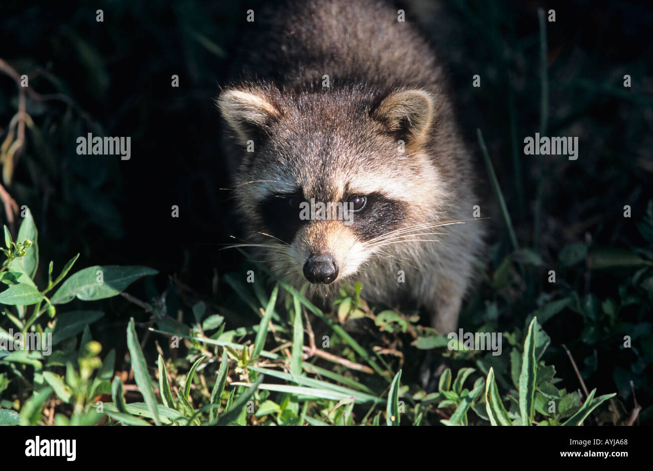 Raccoon Procyon lotor Everglades National Park Florida USA Stock Photo ...