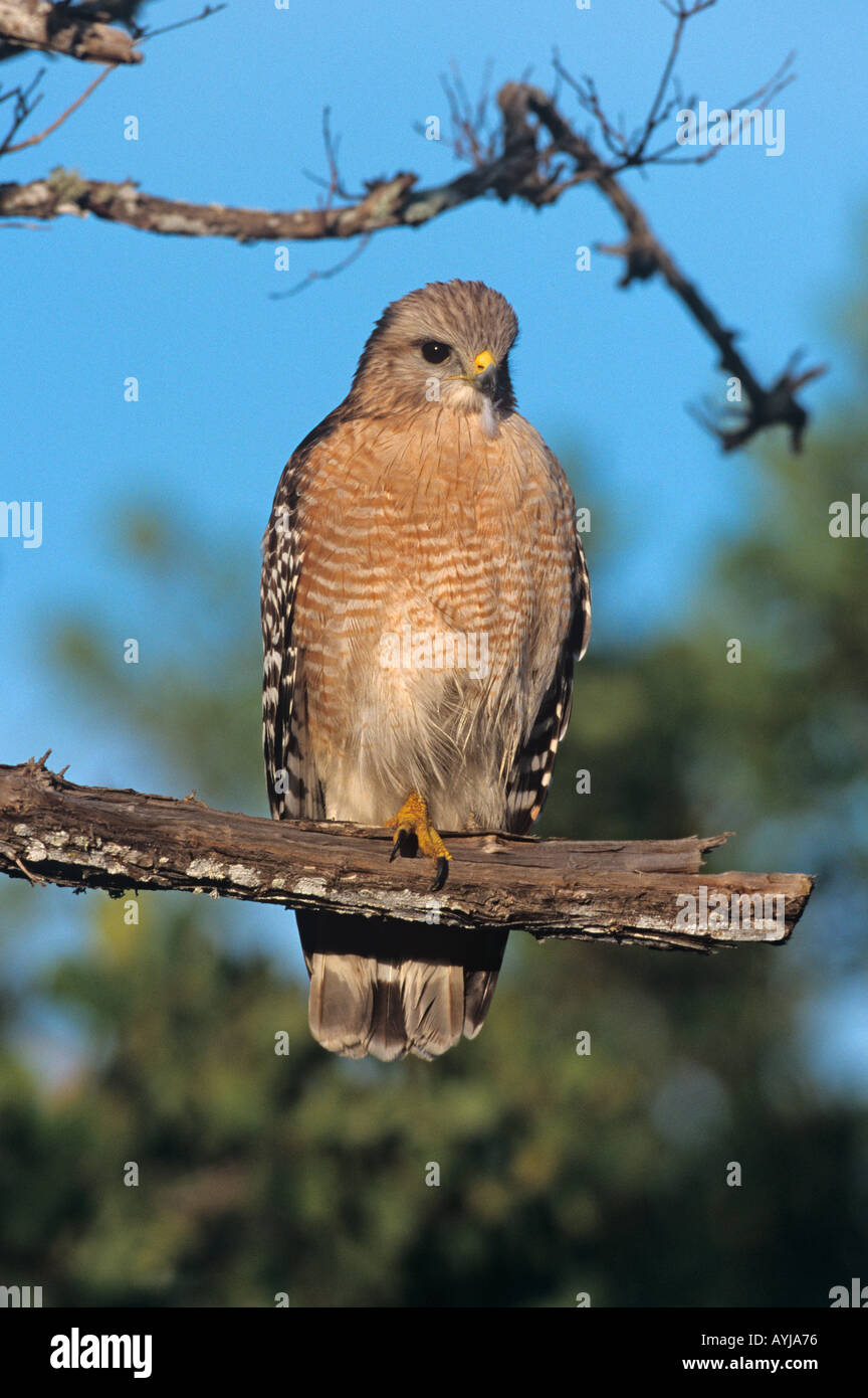 Red Shouldered Hawk Buteo lineatus Everglades National Park Florida USA ...