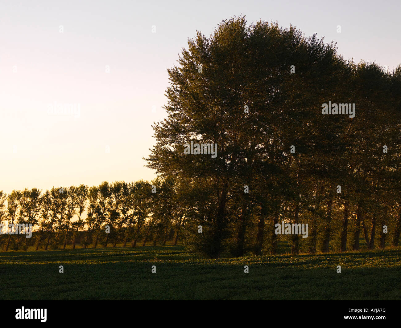 Rowoftrees hi-res stock photography and images - Alamy