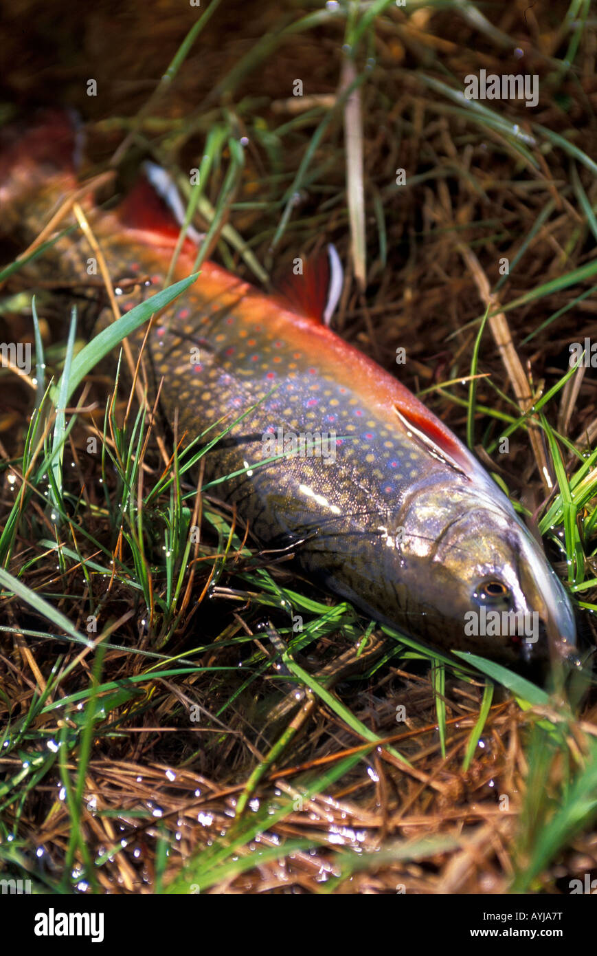 The speckled trout hi-res stock photography and images - Alamy