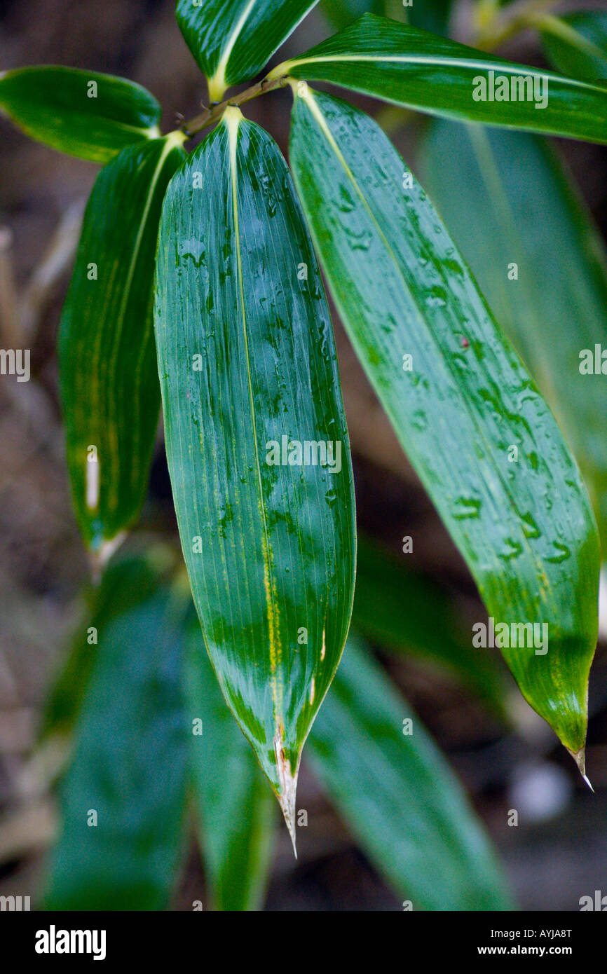 Poaceae sasa Hyate bamboo Stock Photo - Alamy