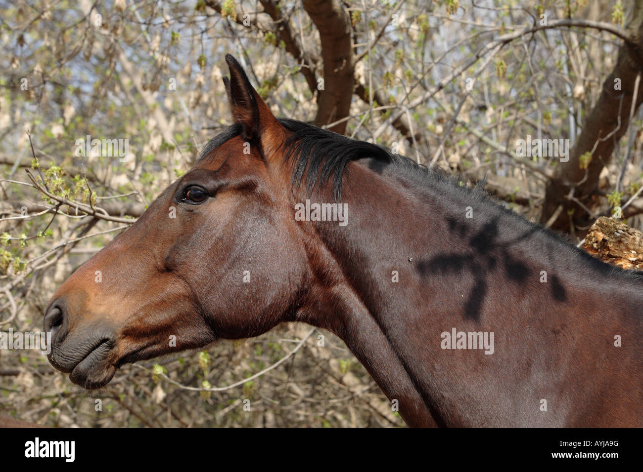 Portrait of hester hi-res stock photography and images - Alamy