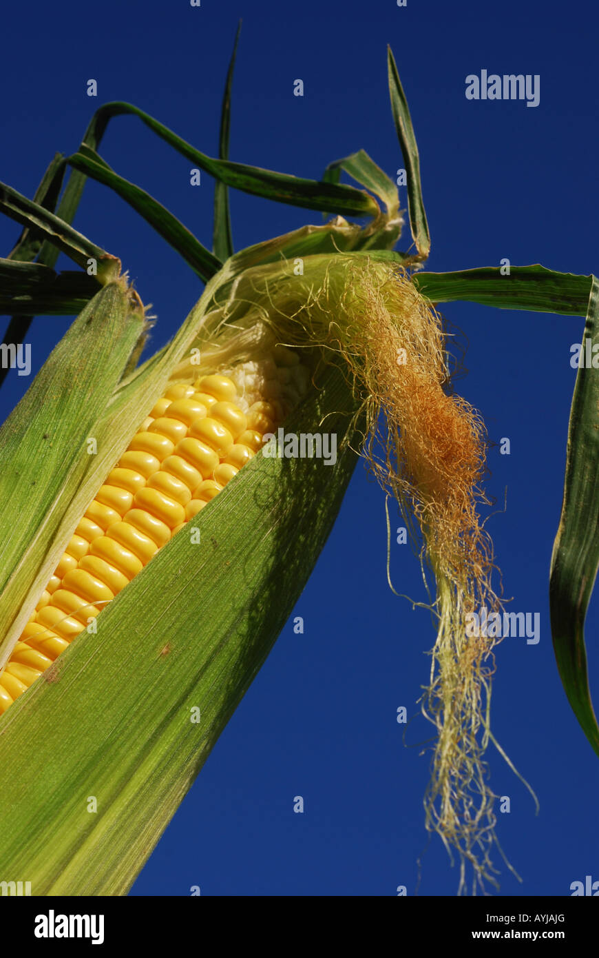 Corn on the cob with husk and corn silk set against a deep blue sky ...