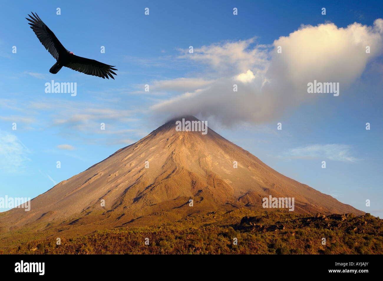 Turkey vulture soaring at active Arenal Volcano with cloud at vent ...