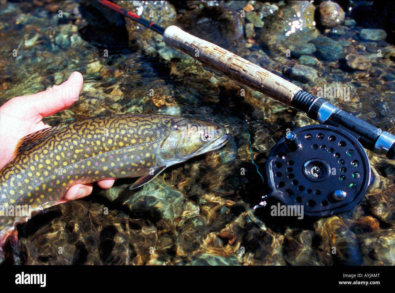 Brook trout hi-res stock photography and images - Alamy