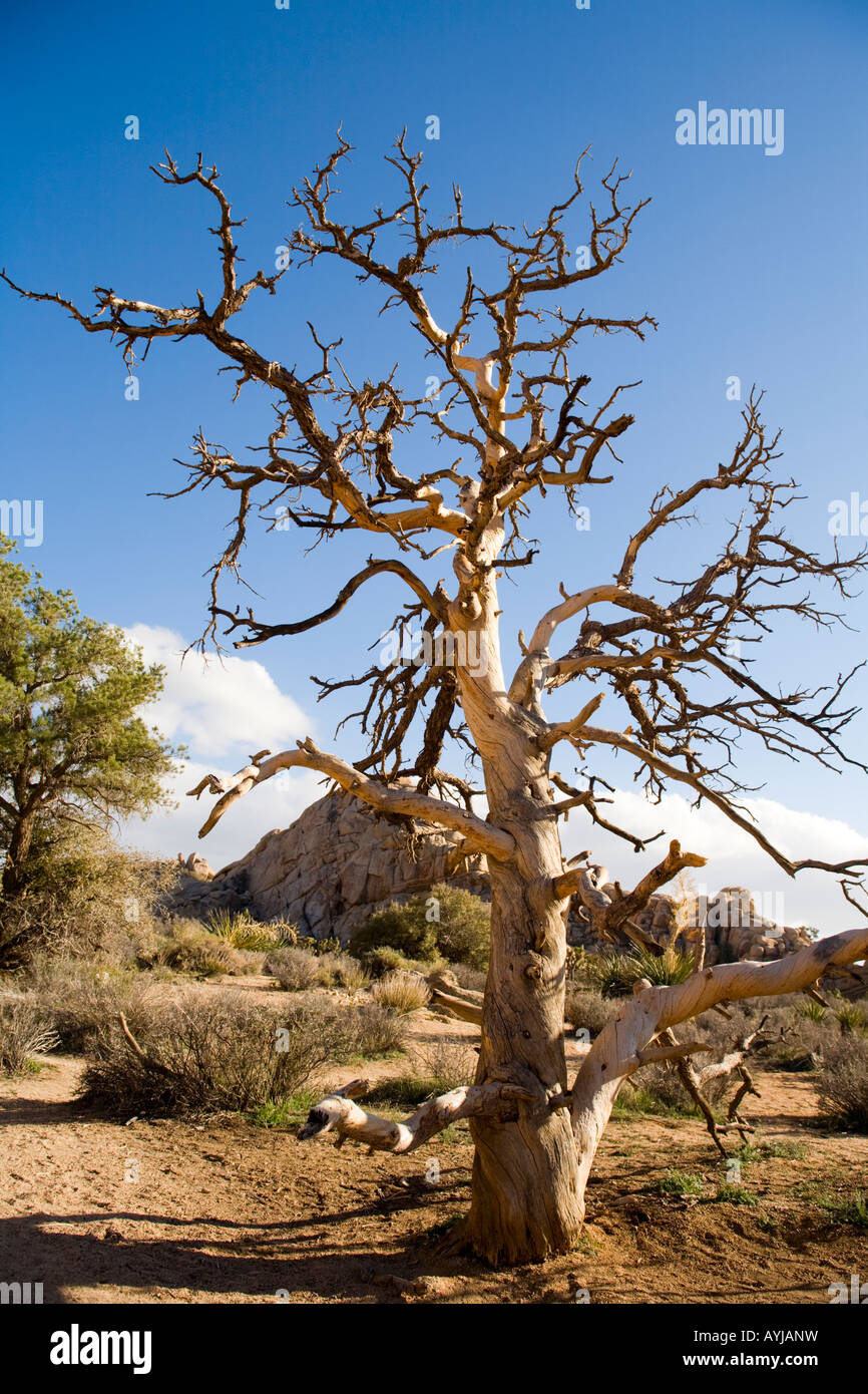 Joshua Tree National Park California Bristlecone Pine in Hidden Valley ...