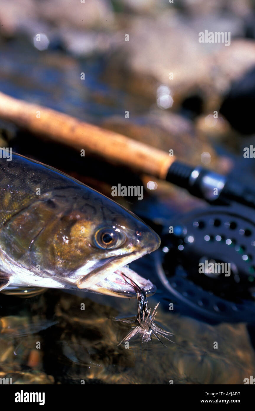 Brook trout hi-res stock photography and images - Alamy