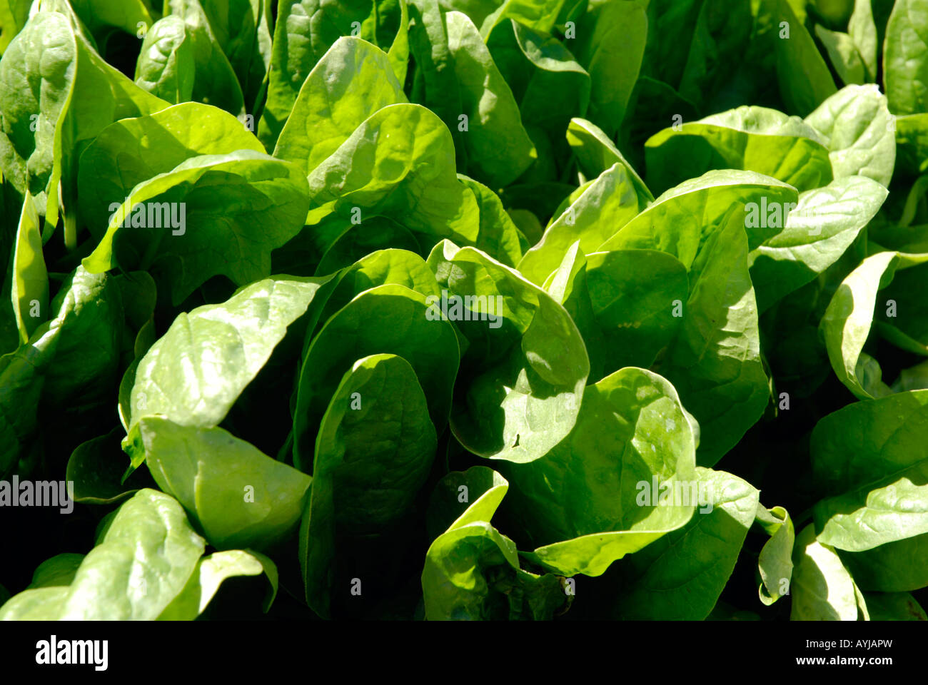 Fresh young spinach in a field in Central California ready for harvest ...