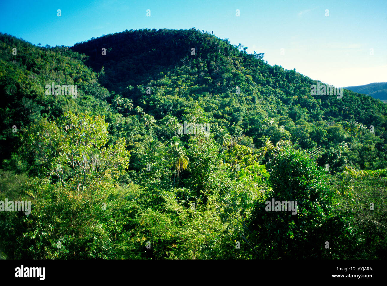 Fig Tree Hill Antigua Rainforest Stock Photo - Alamy