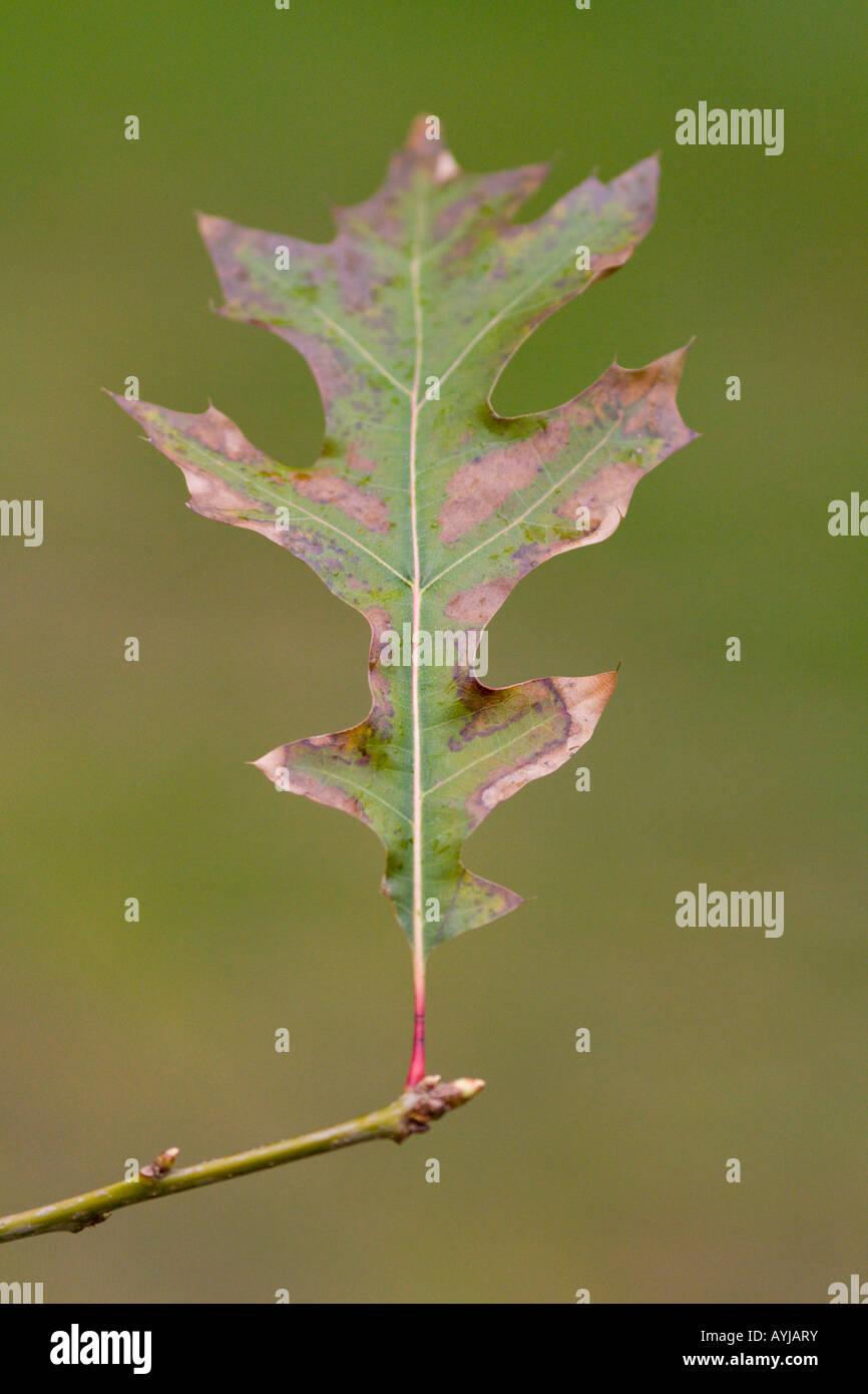 "Texas Oak" Quercus texana FAGACEAE Stock Photo - Alamy