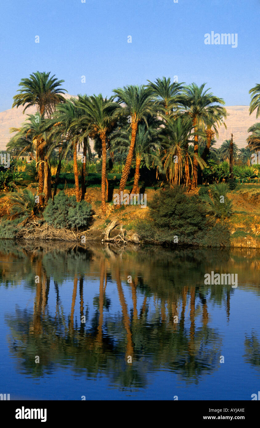 Egypt palm trees hi-res stock photography and images - Alamy