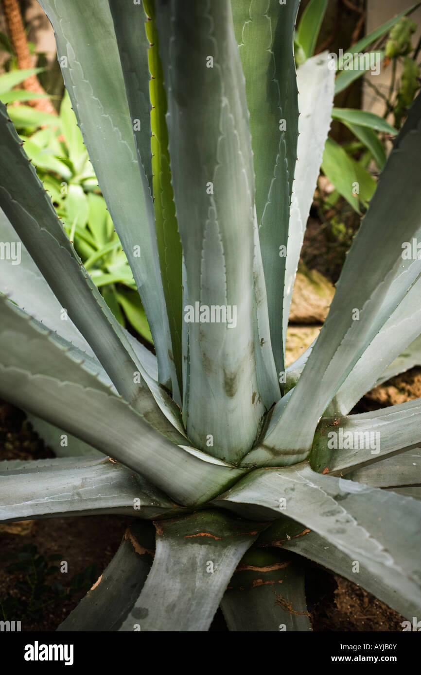 century Plant agave agavaceae Stock Photo - Alamy