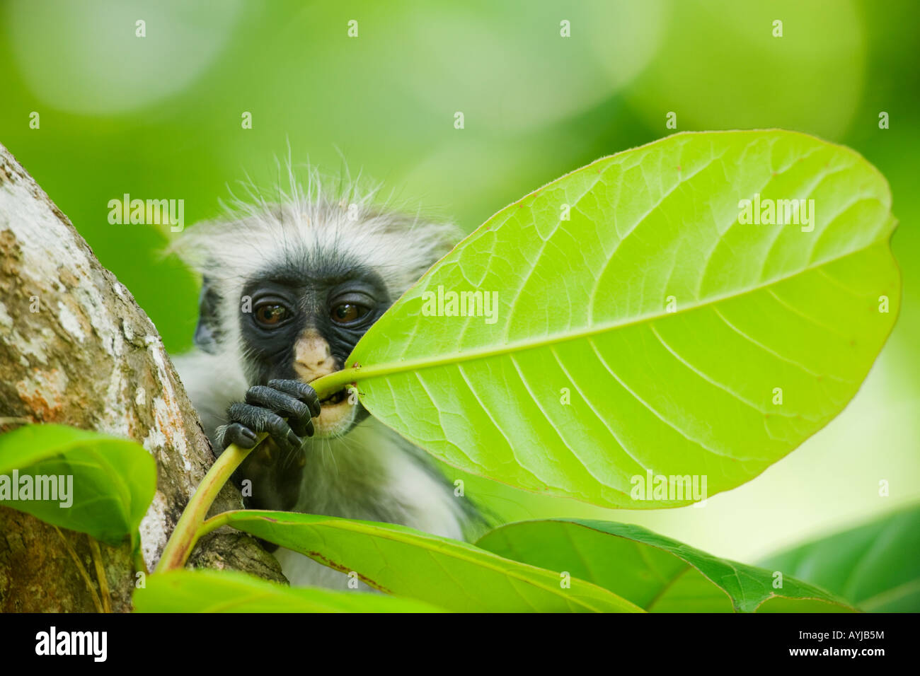 Africa Tanzania Zanzibar Jozani Forest Chwaka Bay National Park ...