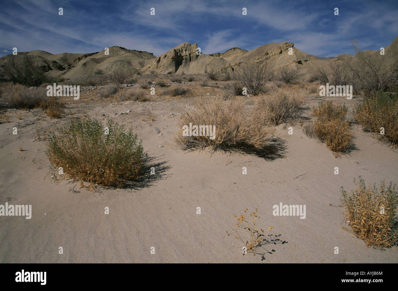 State park Sandy desert floor Scrub bushes Twig tumbleweed Stock Photo ...