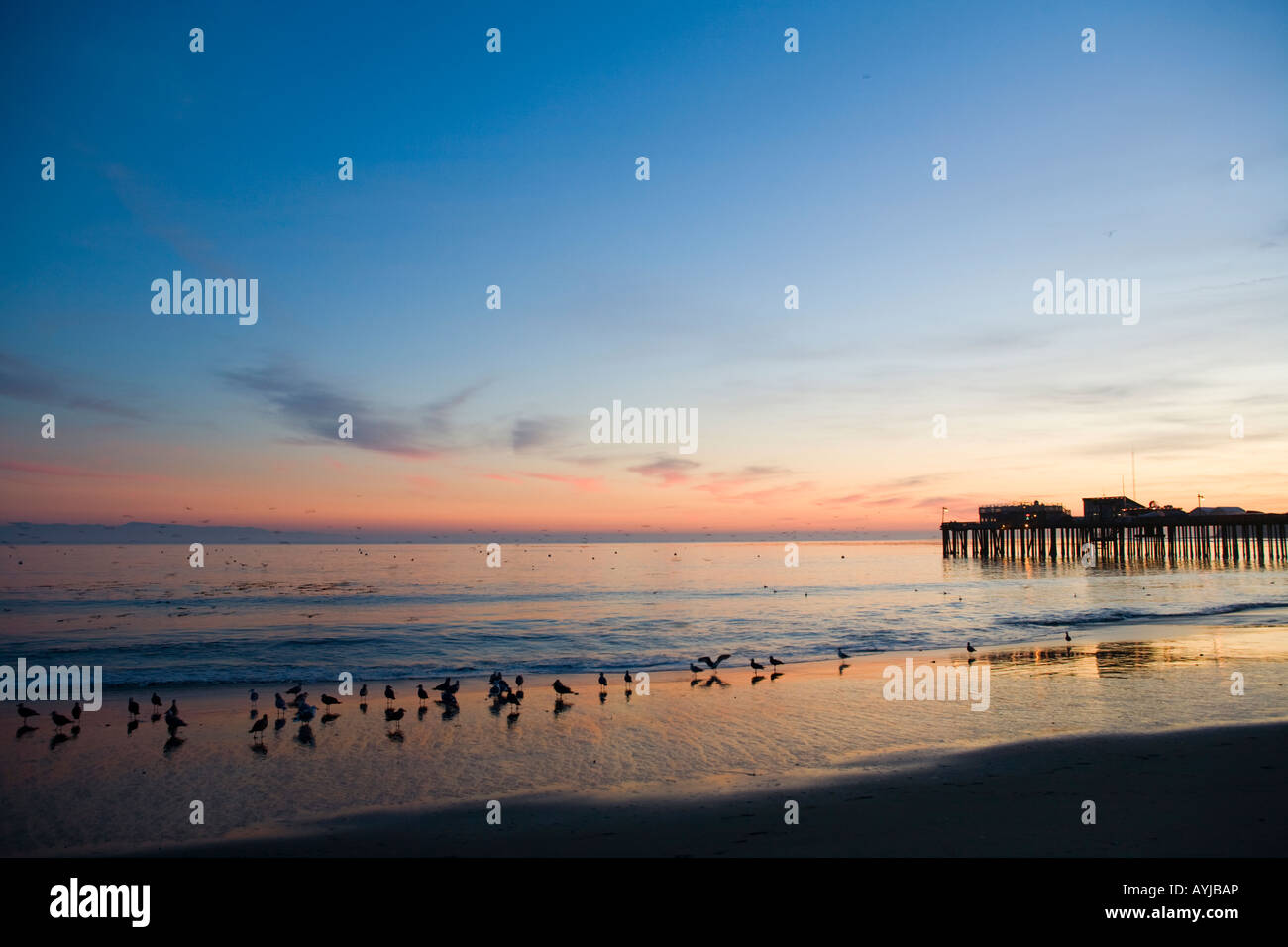 Capitola California birds at the beach at sunset Stock Photo - Alamy