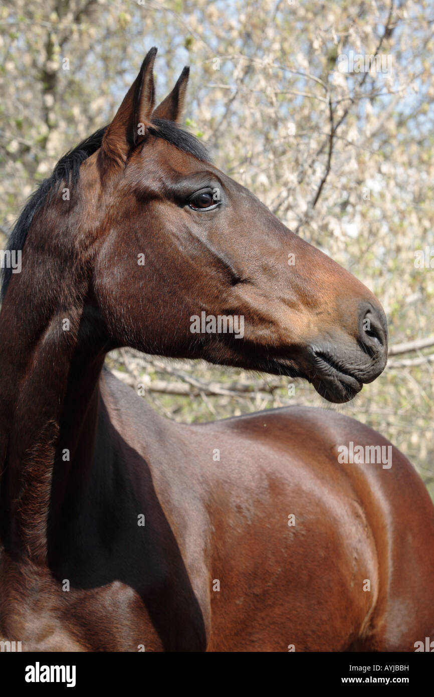 Portrait of hester hi-res stock photography and images - Alamy