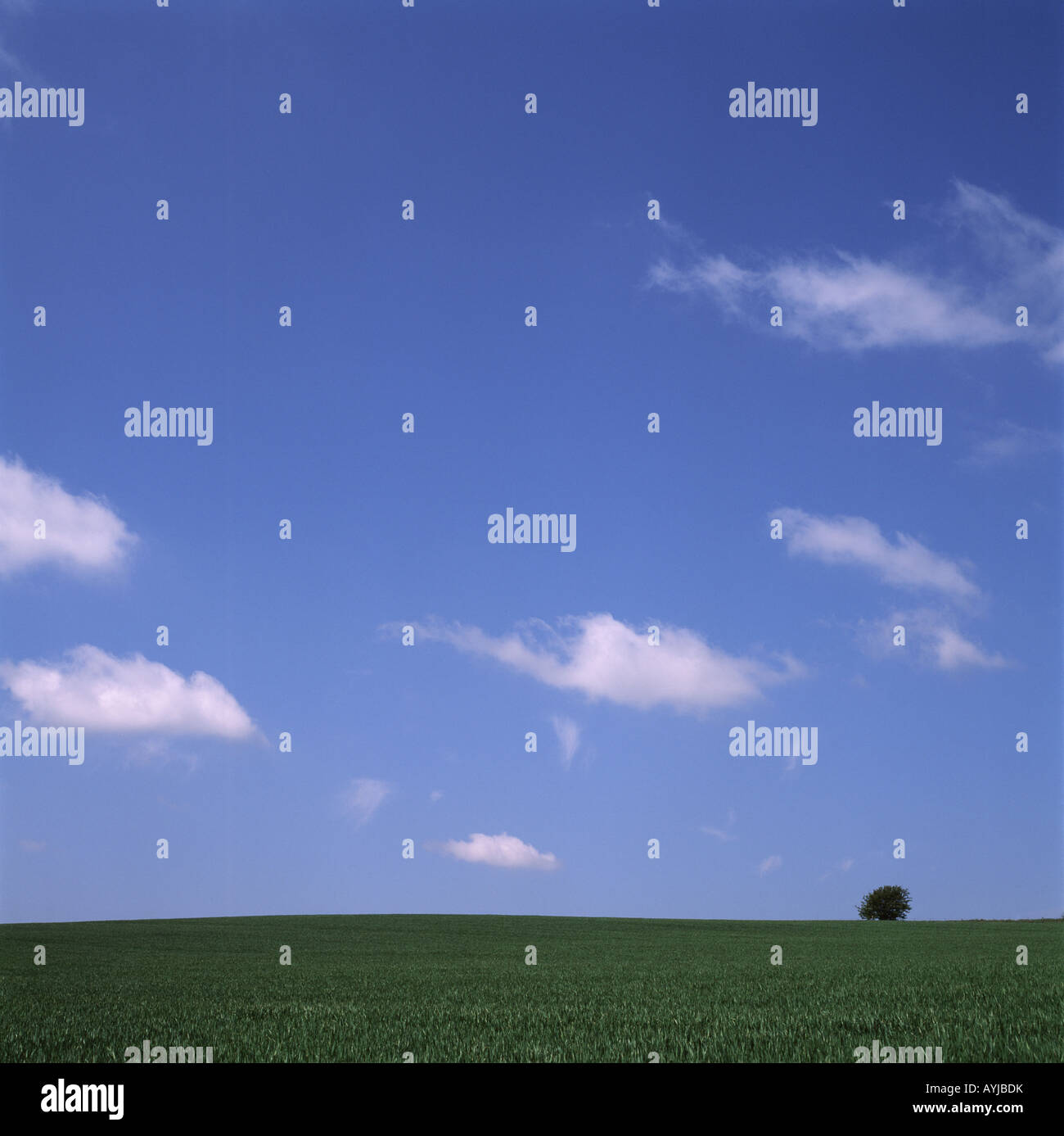 Lone tree on horizon Field Near Uffington blue sky Stock Photo - Alamy
