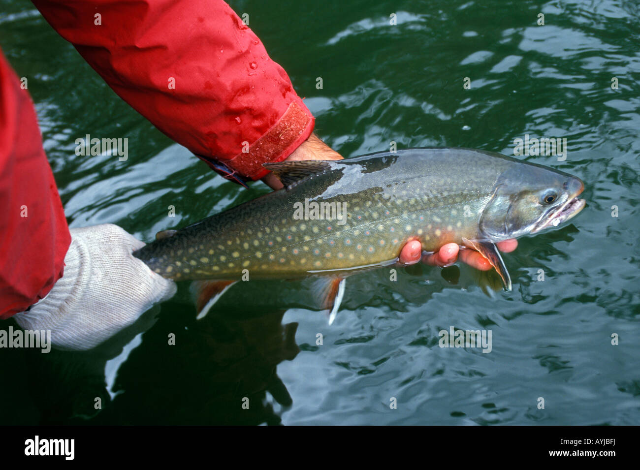 The release of a brook trout into the water Stock Photo - Alamy