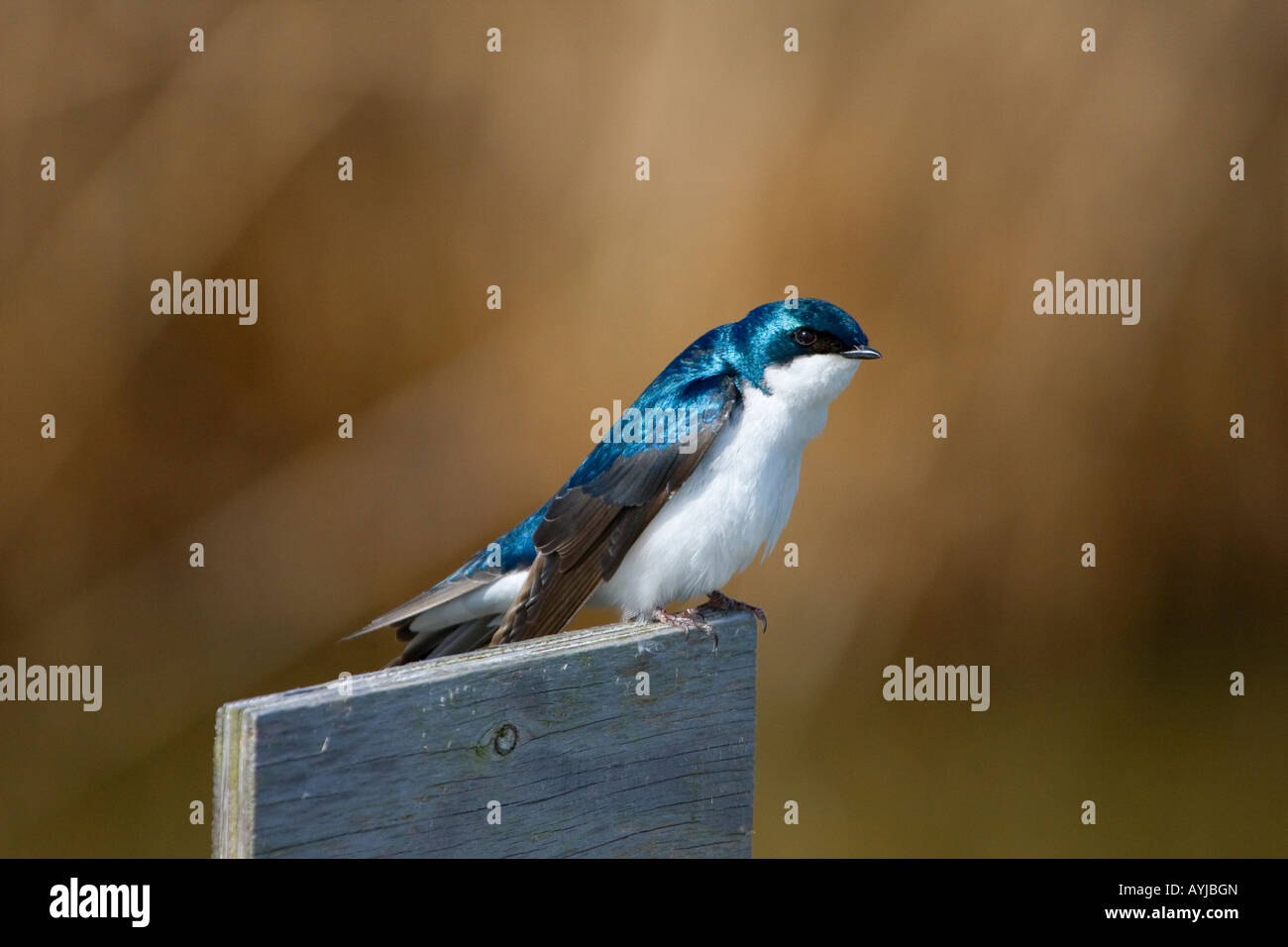 Tree Swallow on Bird Box Stock Photo - Alamy