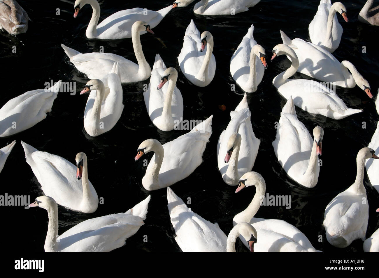 Swans in river thames, Surrey Stock Photo - Alamy