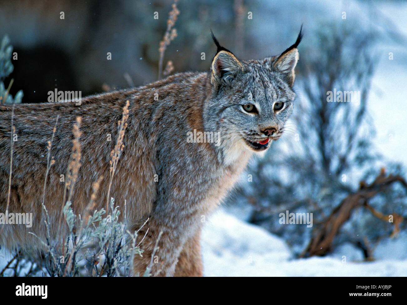 Canadian lynx Lynx canadensis in western Montana model Stock Photo - Alamy