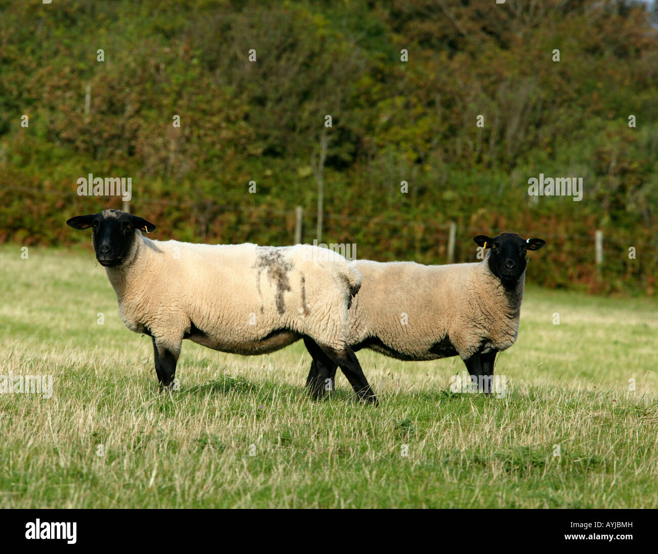 Wales sheep hi-res stock photography and images - Alamy