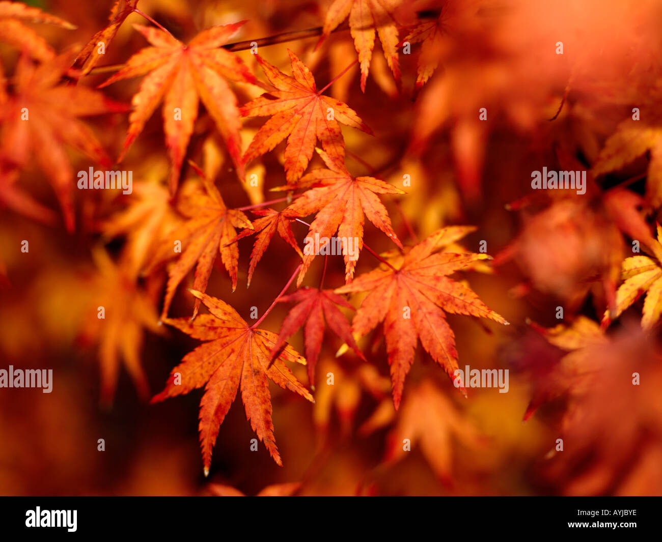 Acer fall leaves hi-res stock photography and images - Alamy