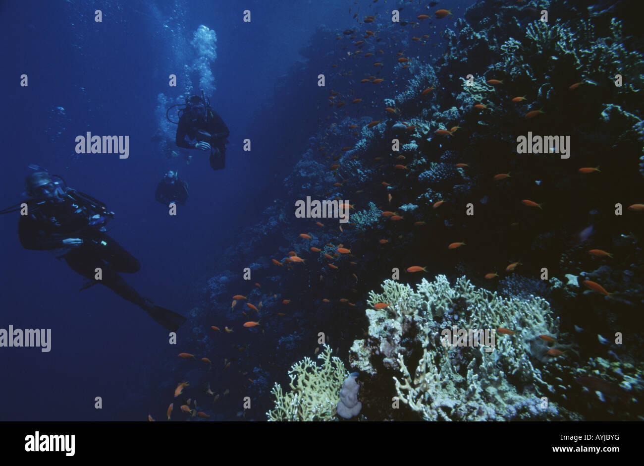 Underwater Shark reef Ras Mohammed Coral Small orange fish Two divers ...