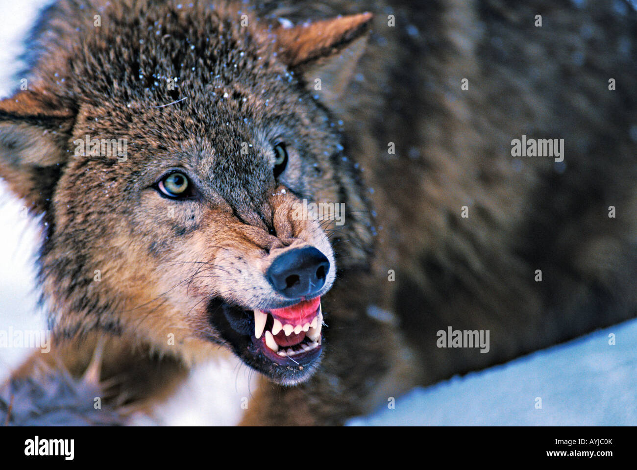 Snarling Wolf High Resolution Stock Photography and Images - Alamy