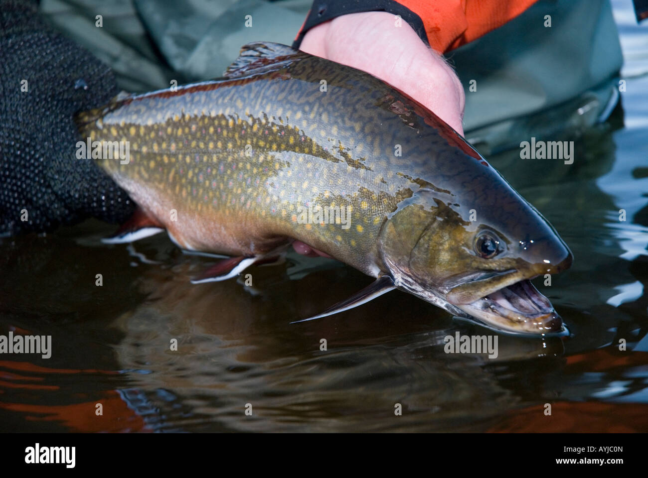 releasing trout into river Stock Photo - Alamy