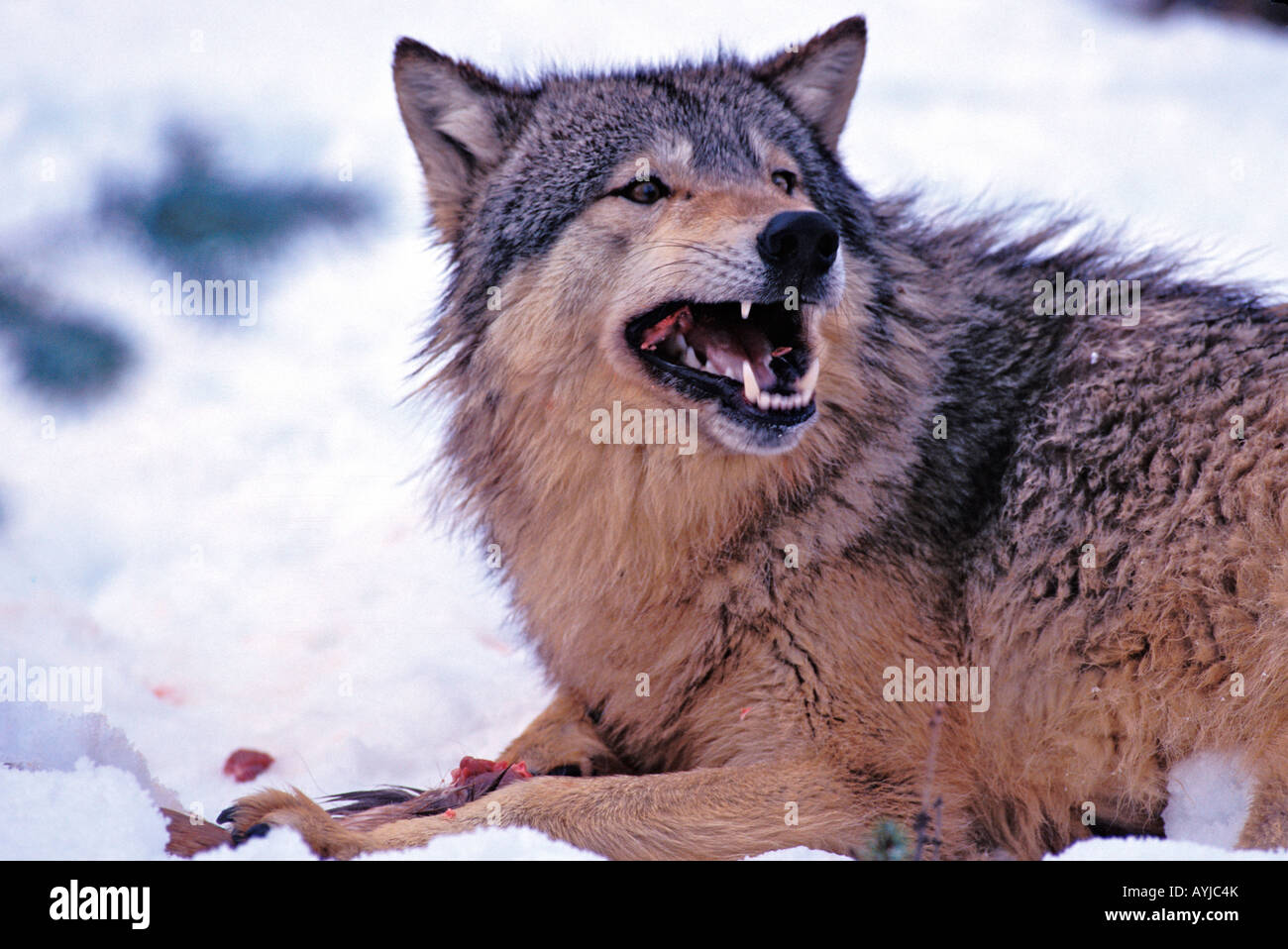 Timber wolf (Canis lupus) in Montana Stock Photo - Alamy