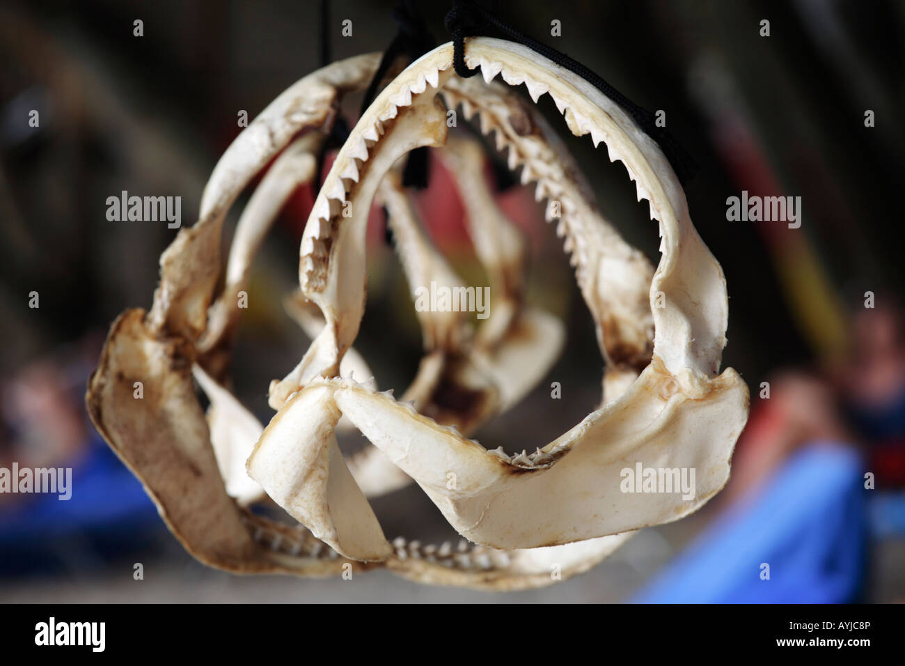 Sharks teeth for display, as souvenir for tourists, Seychelles Stock ...