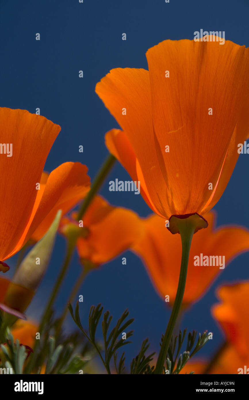 California poppy hi-res stock photography and images - Alamy
