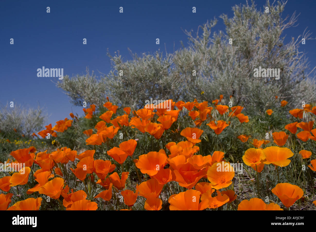 Valley of wildflowers hi-res stock photography and images - Alamy