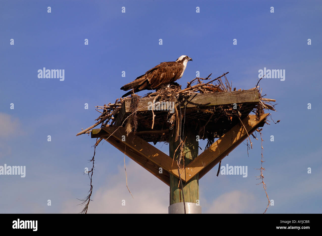 Platform nest hi-res stock photography and images - Alamy