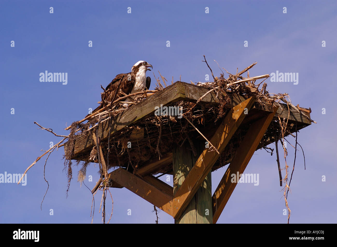 Platform nest hi-res stock photography and images - Alamy