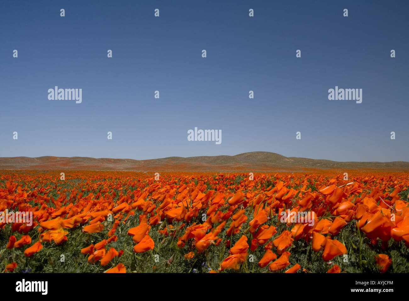 Antelope Valley California Poppies High Resolution Stock Photography ...