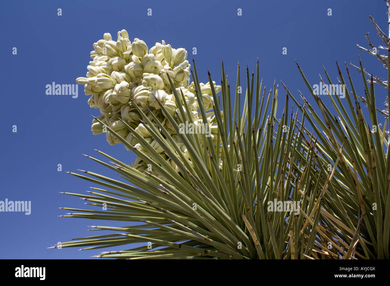 Blooming Joshua tree, Antelope Valley California Stock Photo - Alamy