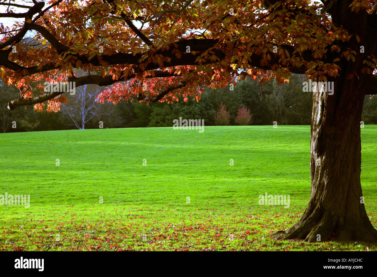 Tree Nonsuch Park Cheam Surrey England Stock Photo - Alamy