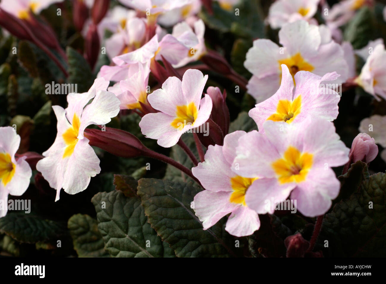 PRIMULA GUINEVERE AGM Stock Photo - Alamy