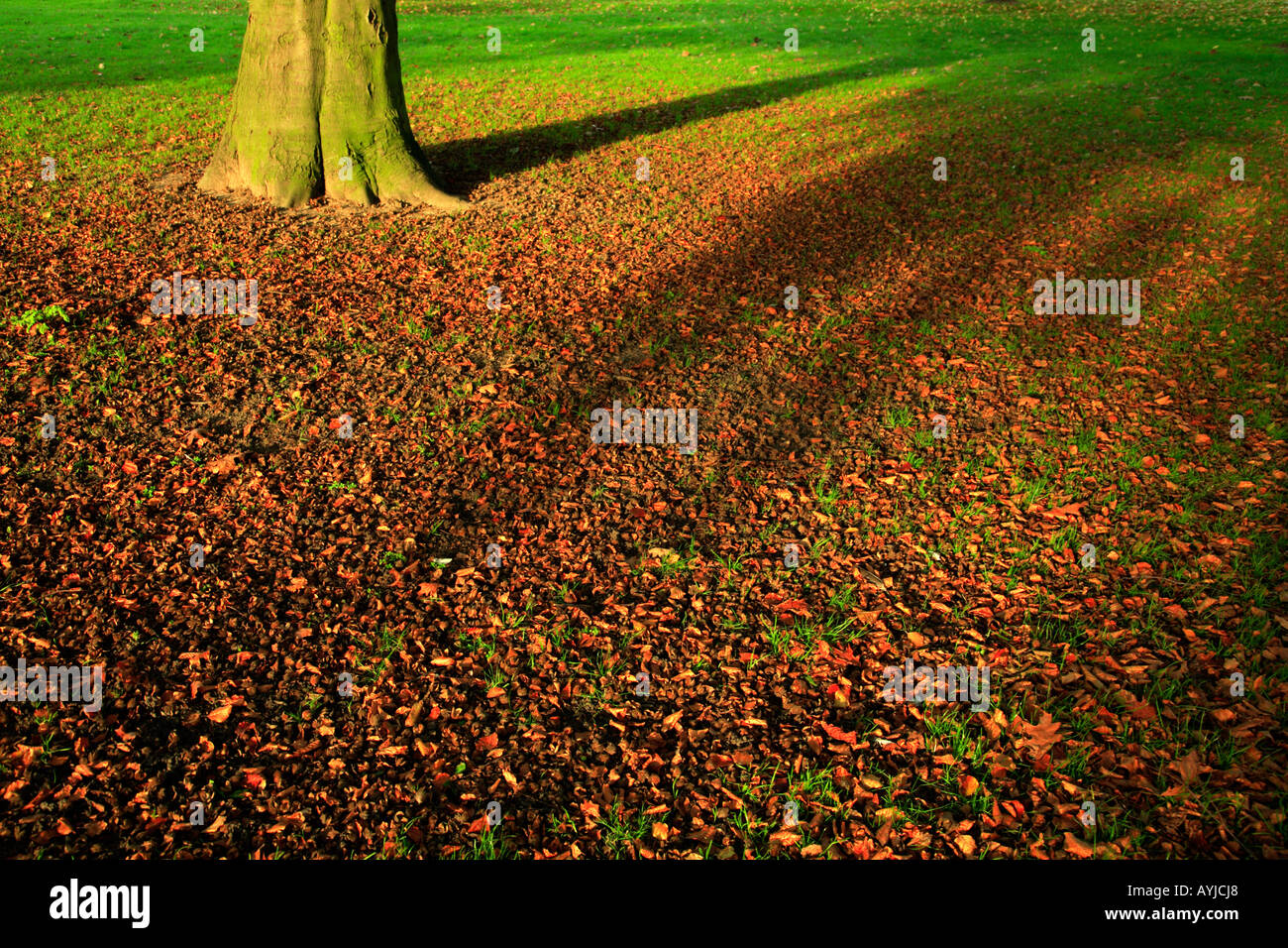 Oak Tree Nonsuch Park Cheam Surrey England Stock Photo - Alamy
