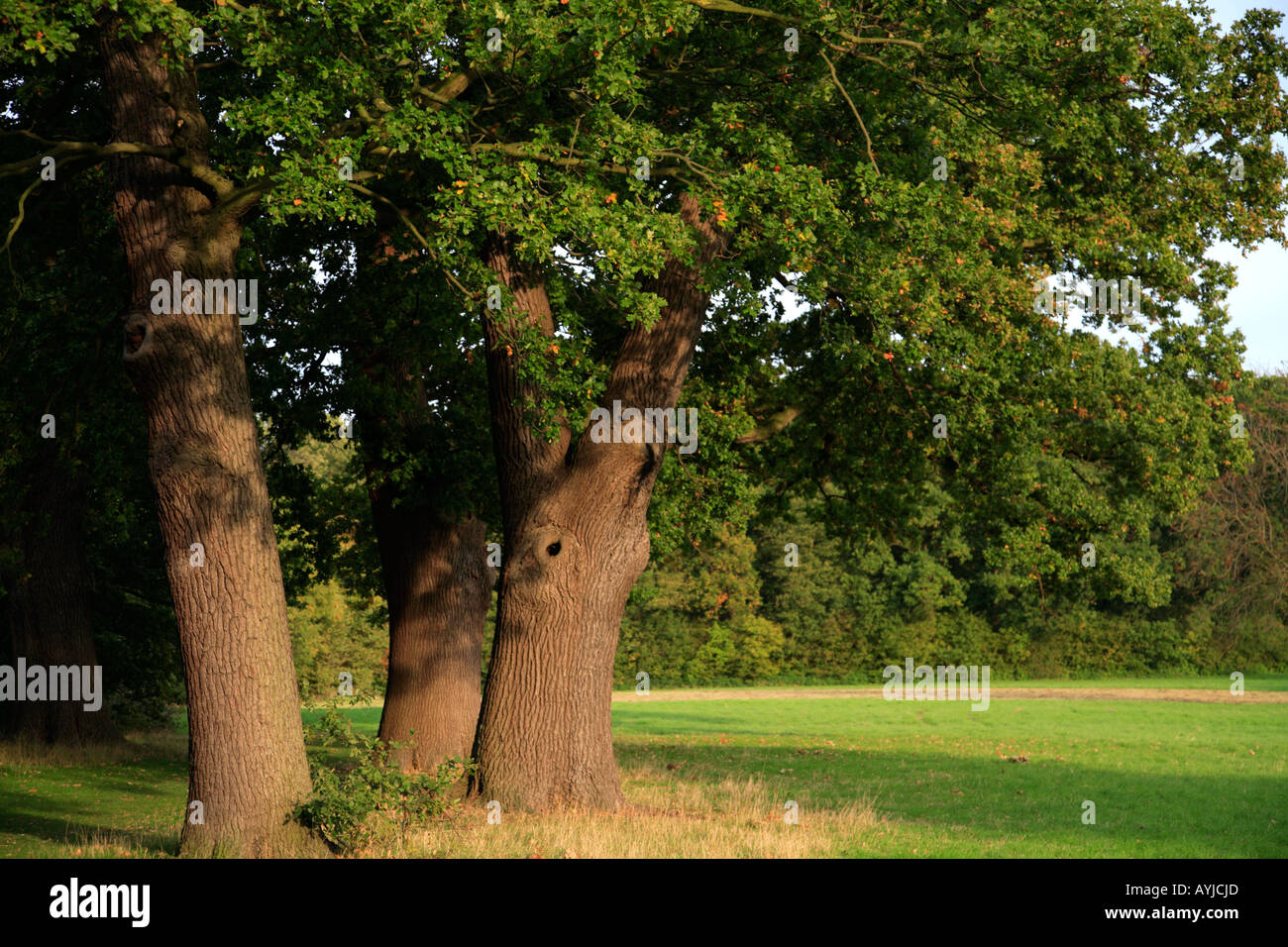 Oak Trees Nonsuch Park Cheam Surrey England Stock Photo - Alamy
