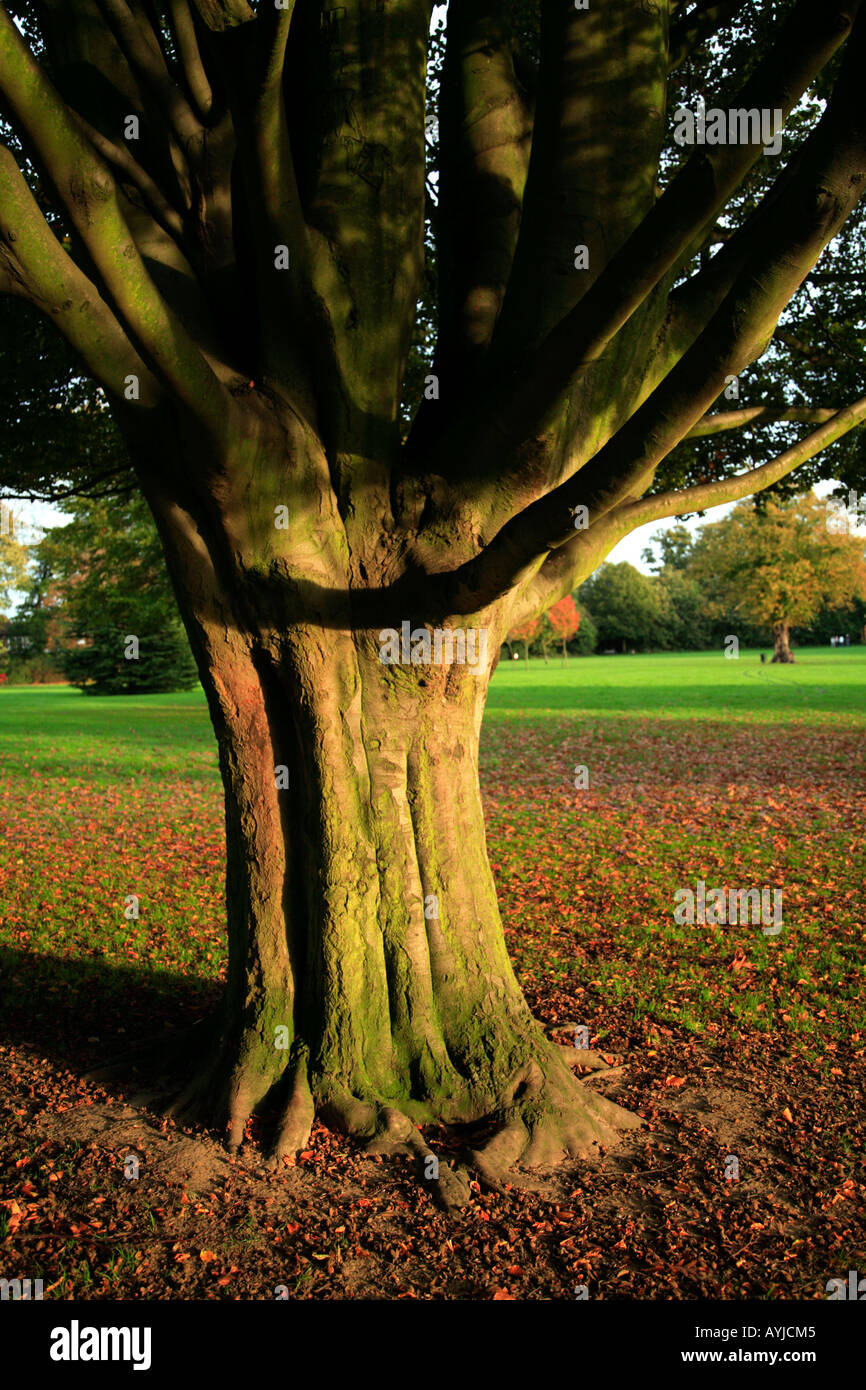 Oak Tree in Autumn Nonsuch Park Surrey England Stock Photo - Alamy