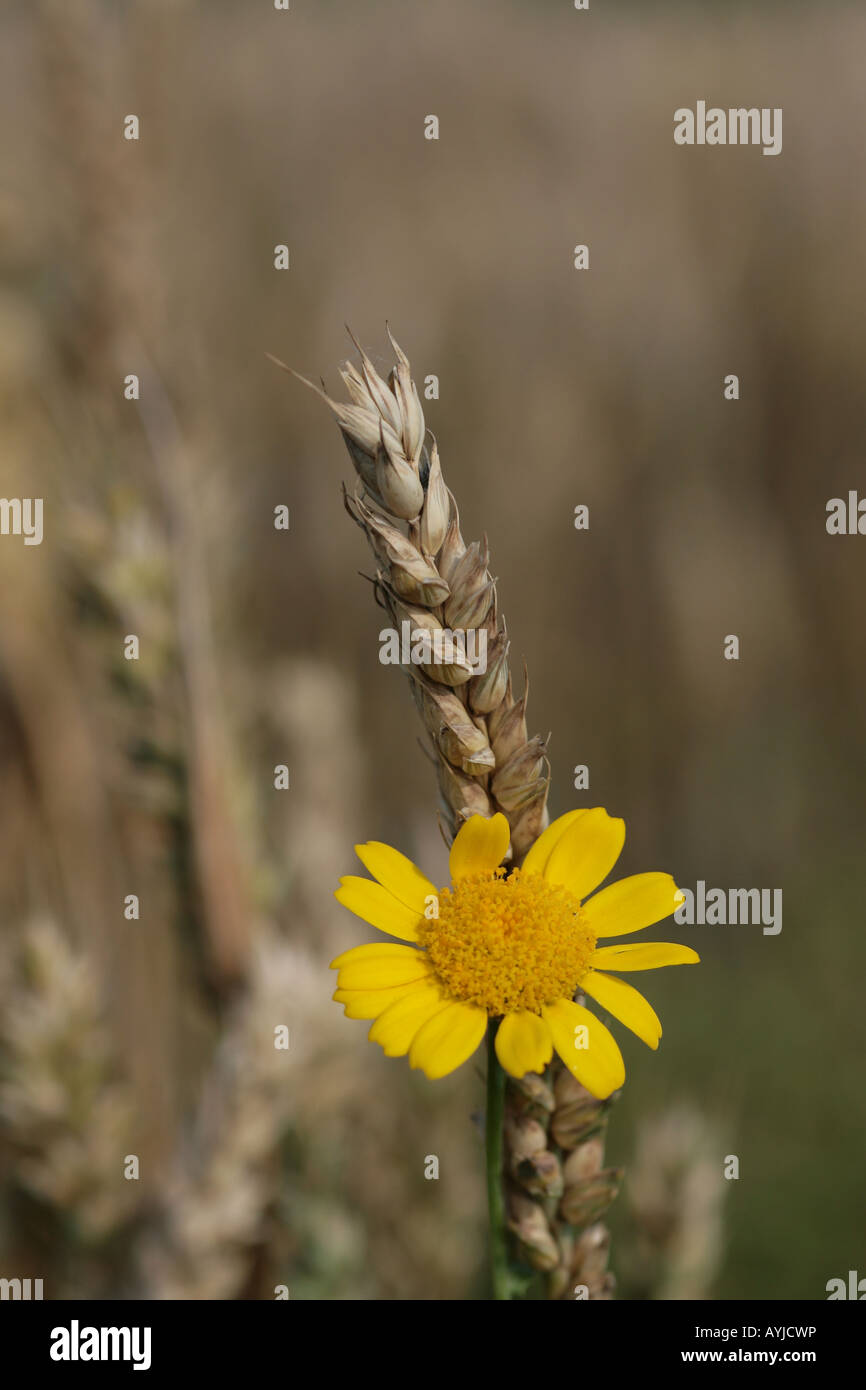 Sheath of corn hi-res stock photography and images - Alamy