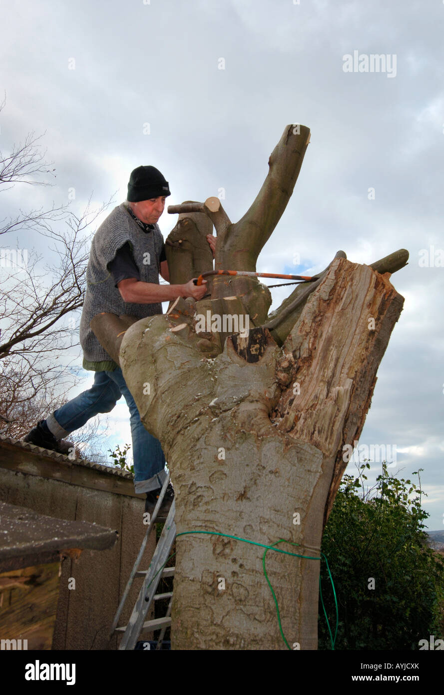 A Man In The Process Of Removing Branches From A Tree Stock Photo - Alamy