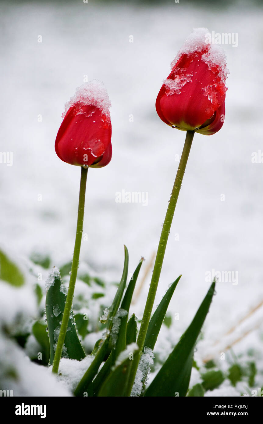 Garden covered tulip flowers hi-res stock photography and images - Alamy