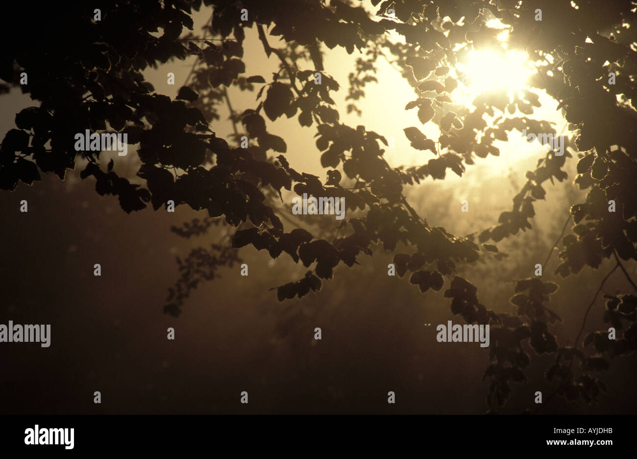 Jochem wijnands sun horizontal hi-res stock photography and images - Alamy